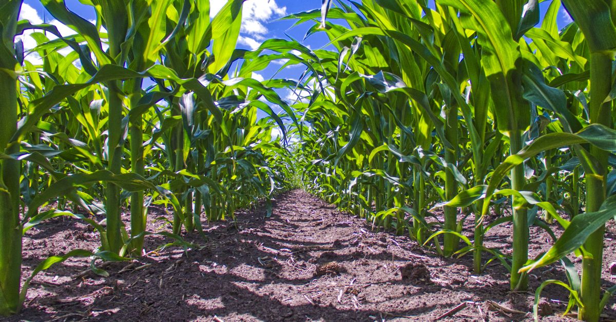 The Basics of Land Auctions: A Comprehensive Guide | Midwest Land ...