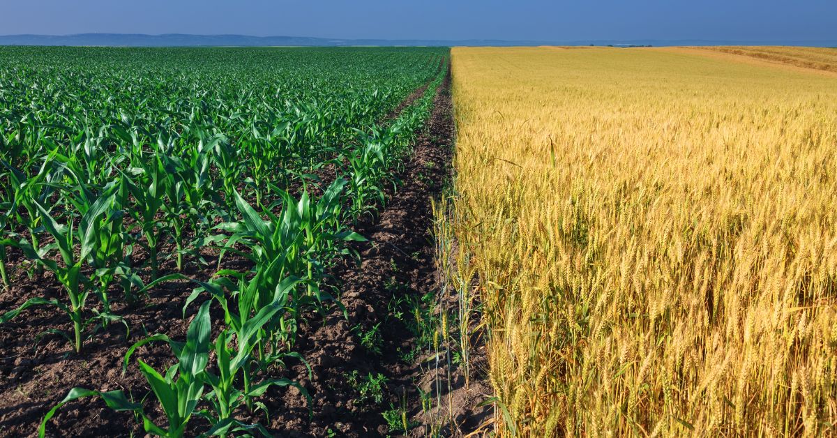 A Complete Guide to Farm Succession Planning